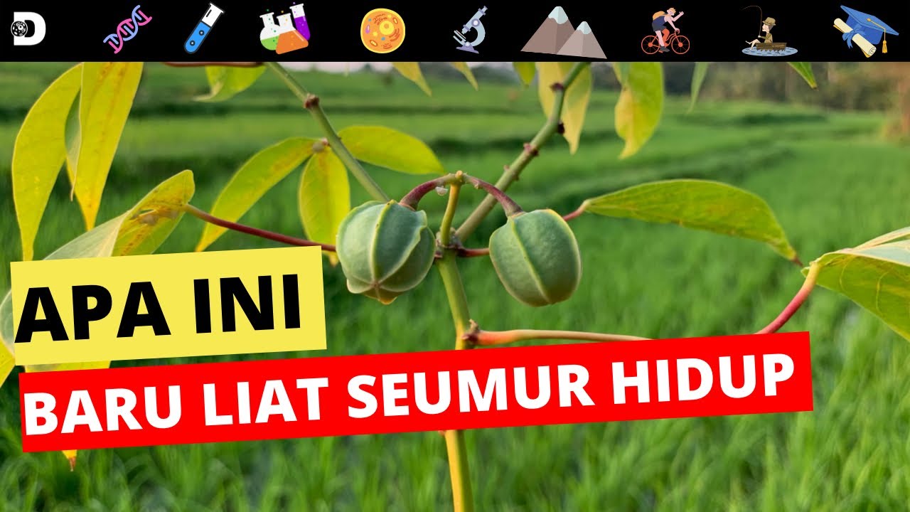 BARU TAHU BENTUK BUNGA DAN BUAH SINGKONG/KETELA POHON/UBI KAYU - DIRGA ...