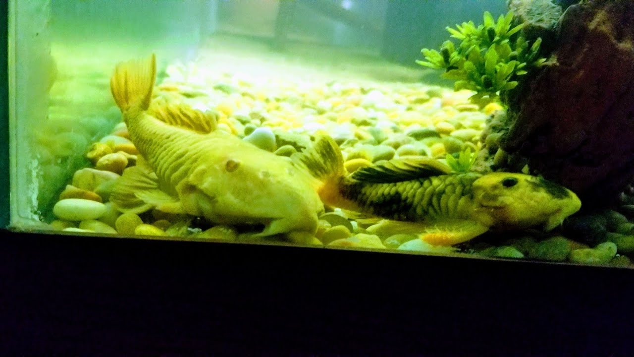 Super rare pleco! Albino parancistrus aurantiacus. One of a kind! - YouTube