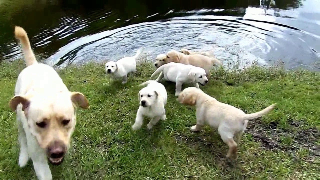 Copy of Labrador Puppies................A Short Film By PANZERTOO - YouTube