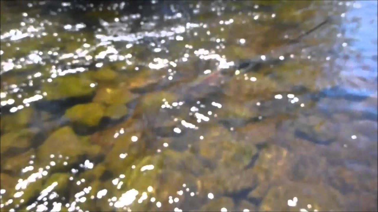 SW Tasmanian Fly Floggers ... - YouTube