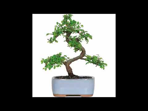 Bonsai tree calgary - YouTube