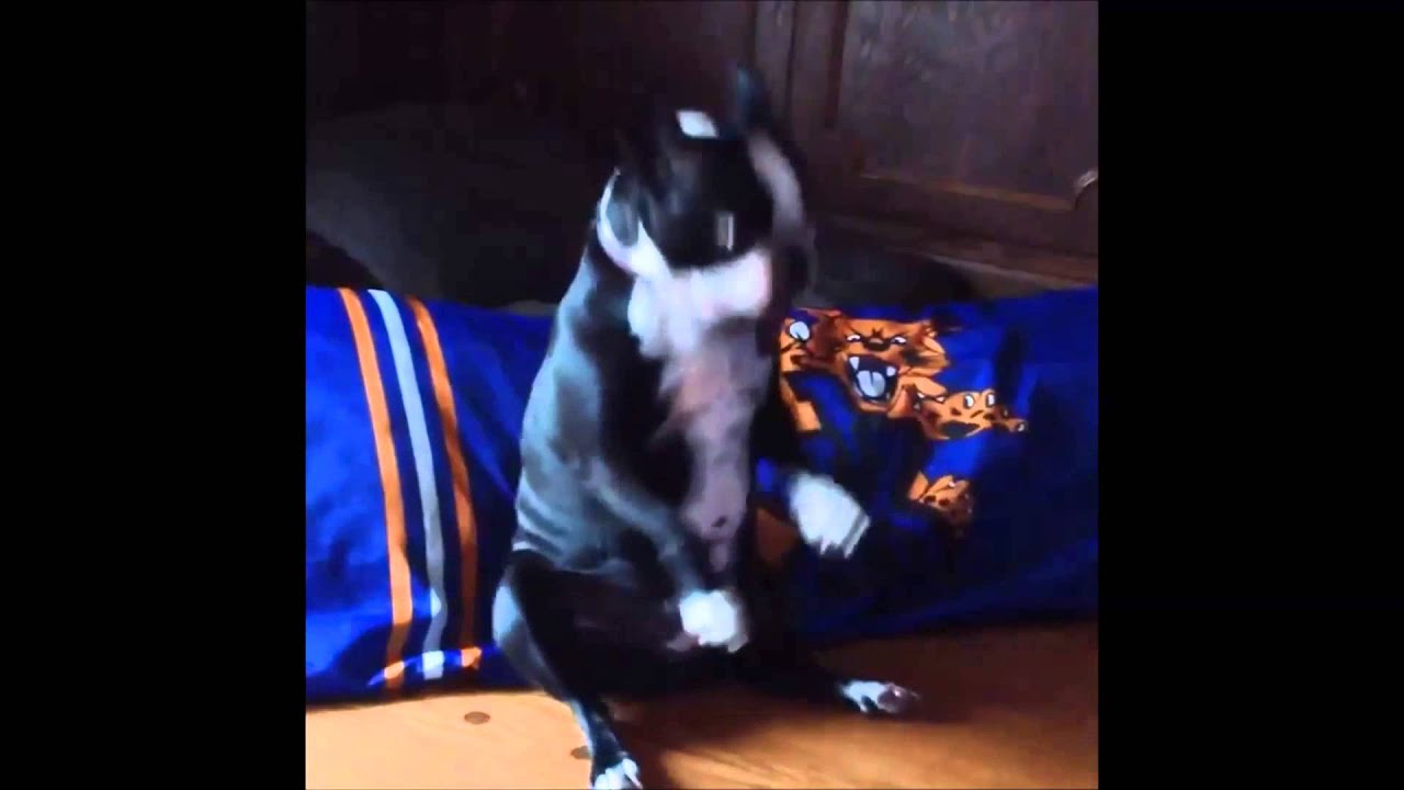 Cute puppies dancing with style (DOG COMPILATION) - YouTube