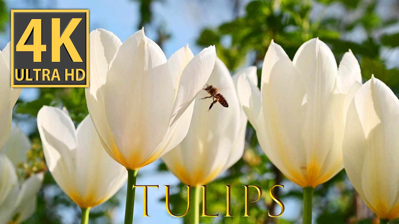 Tulips in 4K video - YouTube