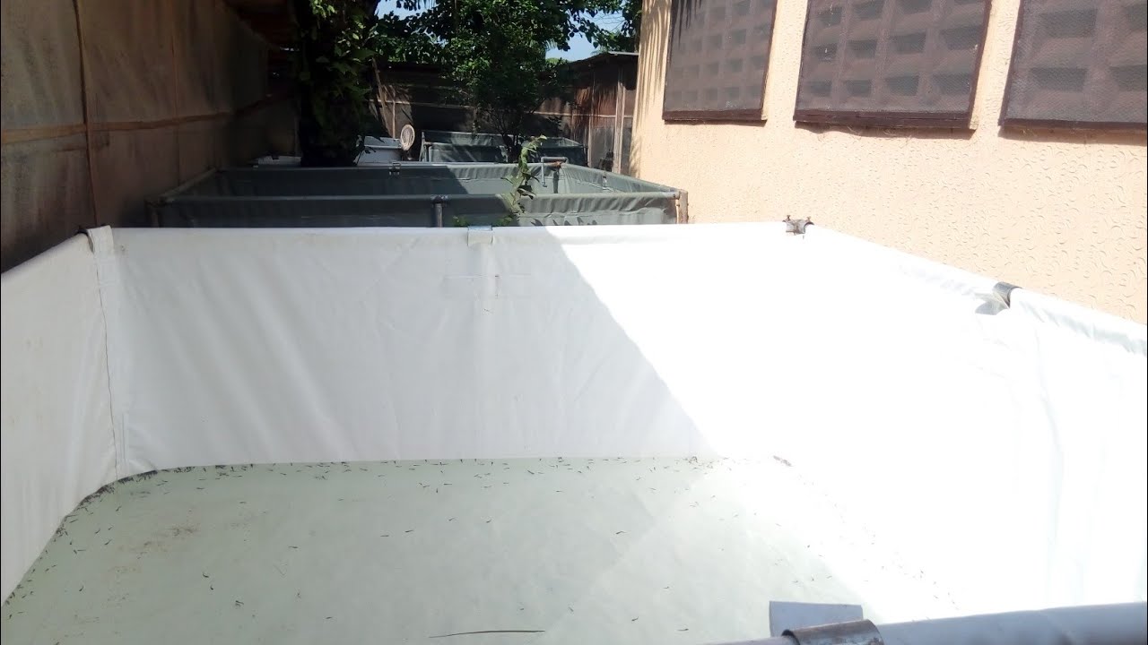 Farming Fish at Home using High Quality Tarpaulin Fish Pond . - YouTube
