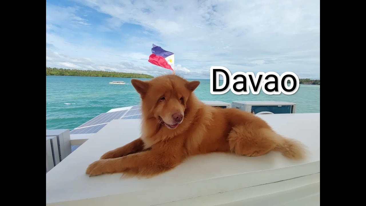 Cute Dog Trip To Davao Philippines | Chowie The Chow Spitz ( Chow Chow ...