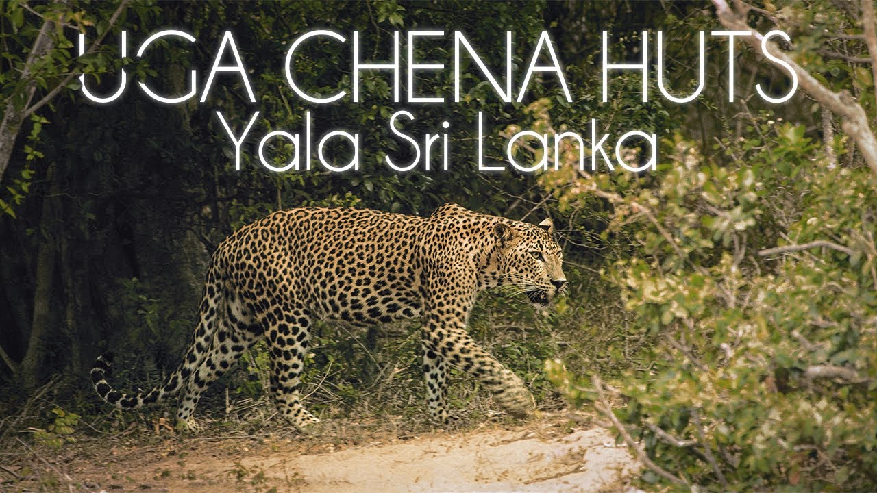 Uga Chena Huts, Sri Lanka | Safari expeditions in Yala National Park ...