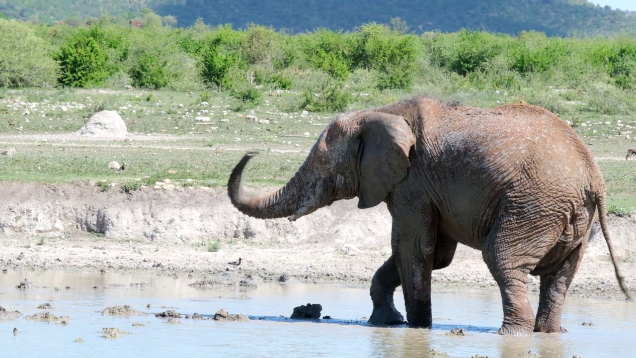 Elephant slow motion splashing Chris Anderson Travel Photographer - YouTube