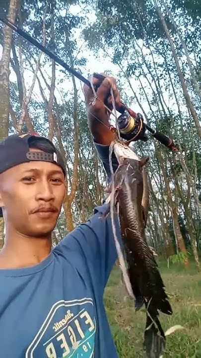 GANASNYA IKAN GABUS DI SORE HARI😱😱 - YouTube