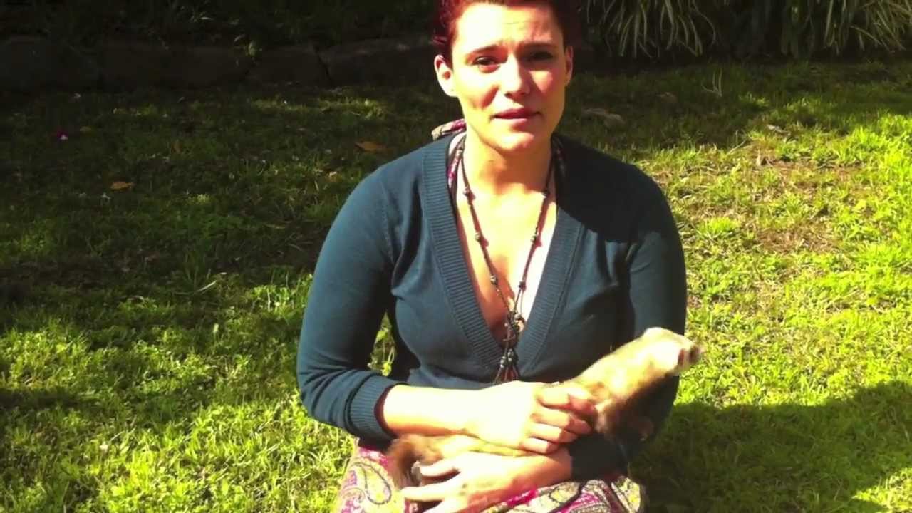 Is ferret scruffing cruel? - Ferret-World.com - YouTube