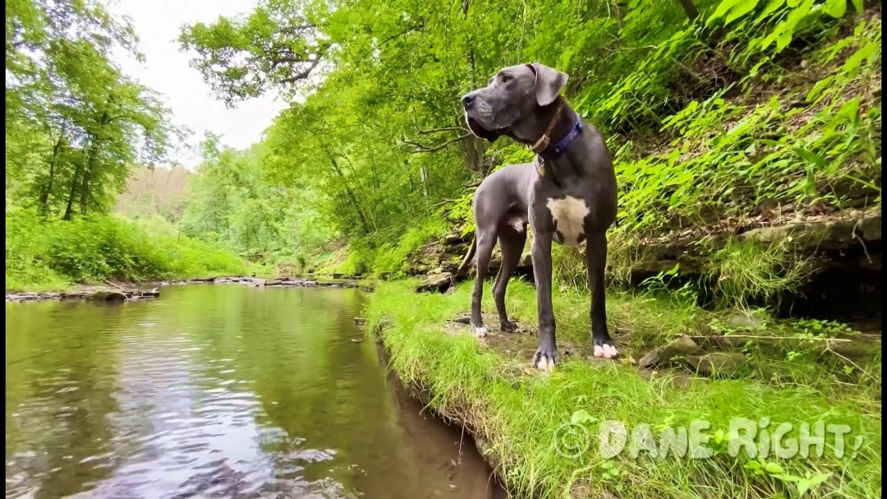 Beautiful Blue Great Dane Makes His Stand in Minnesota Forest - YouTube