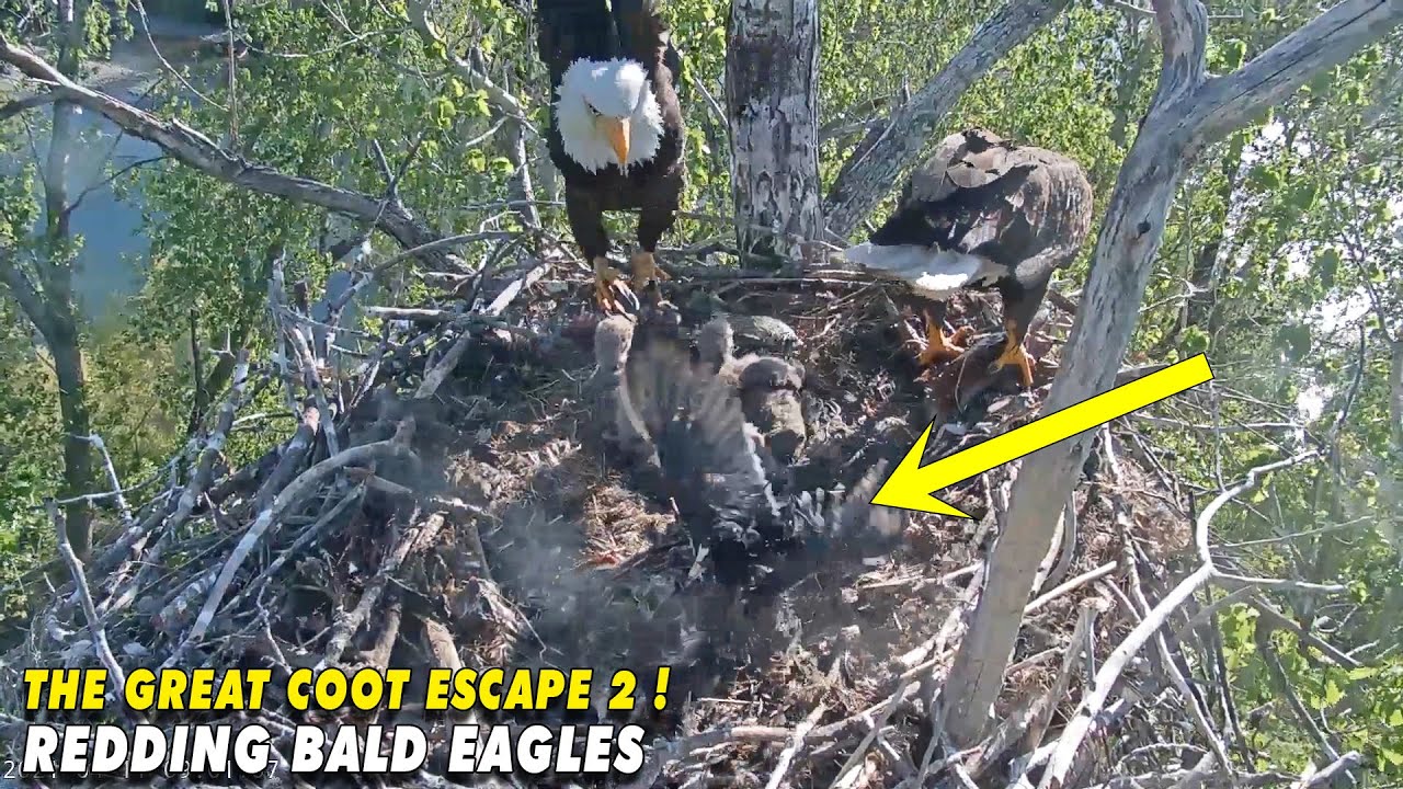 The Great Coot Escape 2 - The Redding Eagles - YouTube
