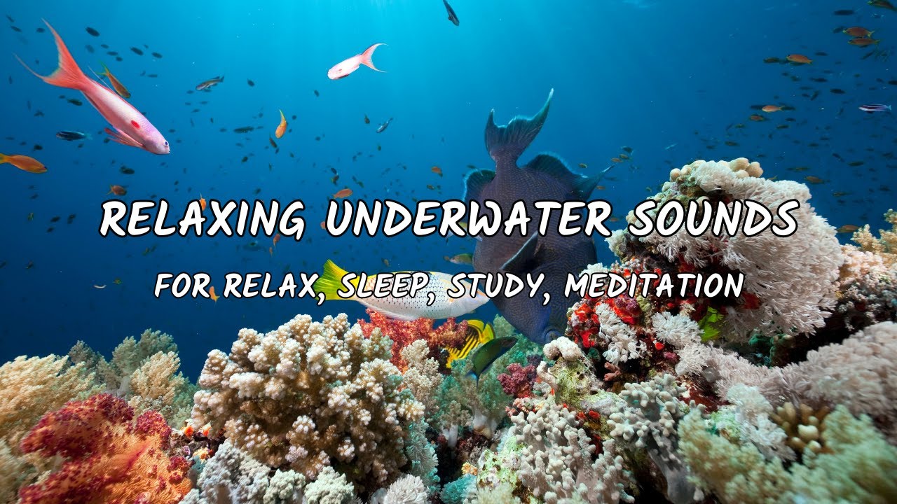 Relaxing Underwater Sounds | Deep Ocean Sounds and Ambience | Relax ...