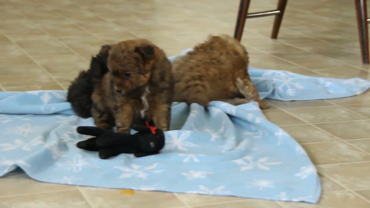 Pomapoo Puppies For Sale - YouTube