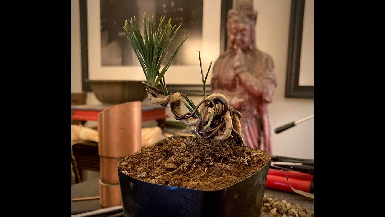 Patricia O'Connor, The Bonsai Balcony: Show and tell on our Pine work ...