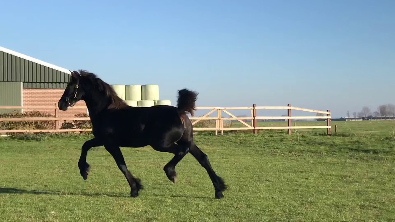 Hiske filly of Omer 493 x Ulke 338 - YouTube