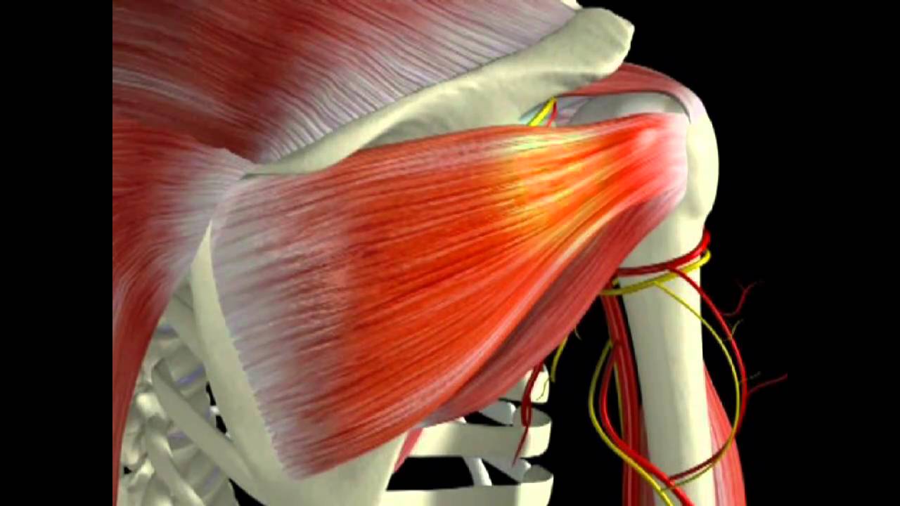 Laser Therapy- MLS "Multiwave Locked System" Dr. Lupo - YouTube