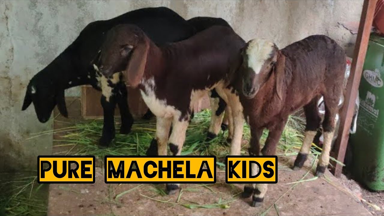 pure quality macherla baby sheeps available in Hyderabad Vattepally ...