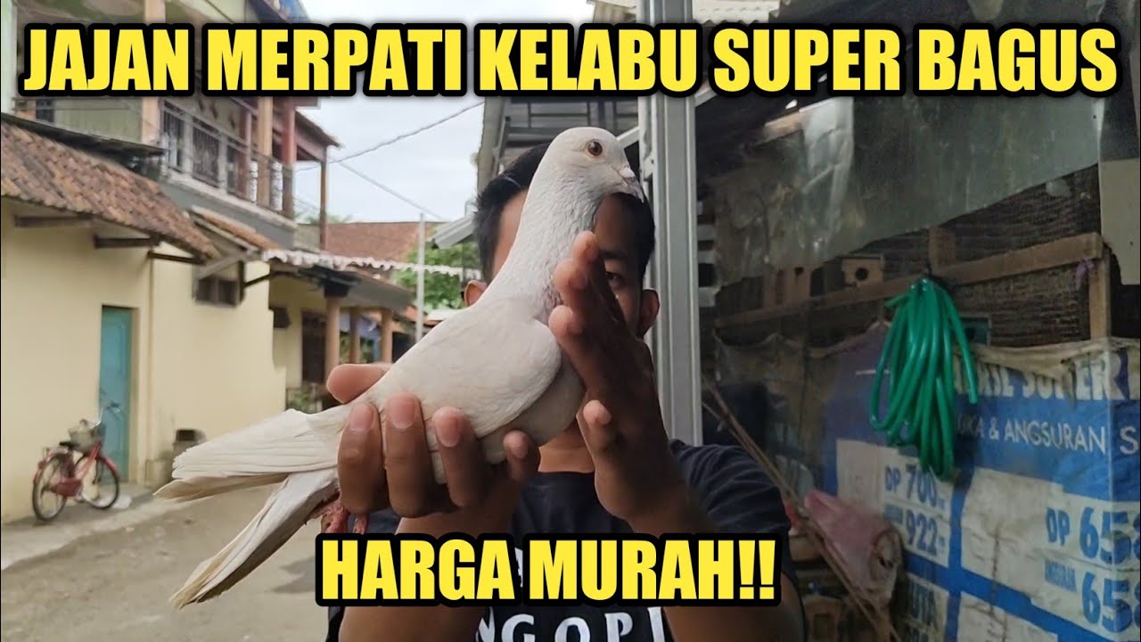 JAJAN MERPATI TINGGIAN SUPER BAGUS DI KIOS MERPATI‼️ - YouTube