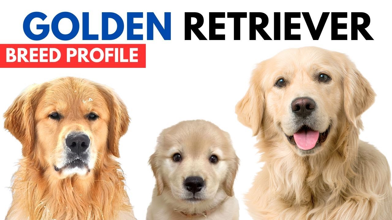 Golden Retriever Breed Profile History - Price - Traits - Golden ...