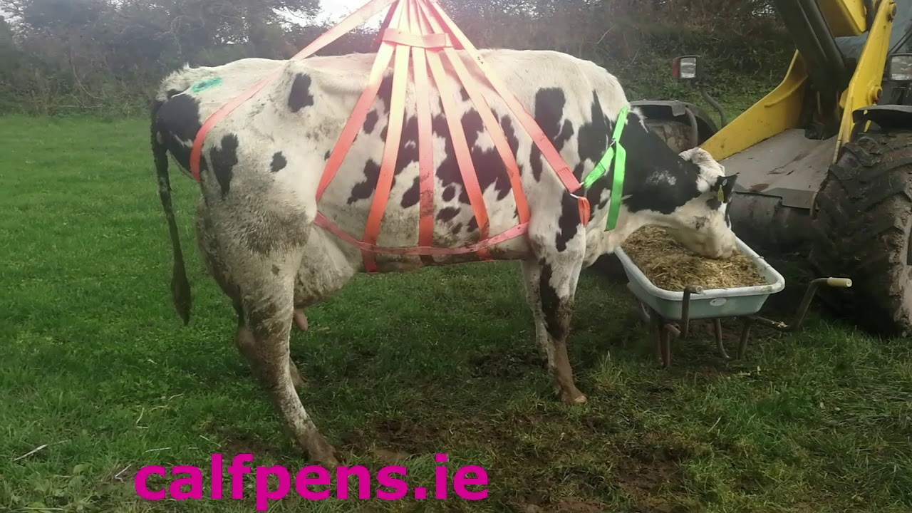 How to lift an injured cow - YouTube