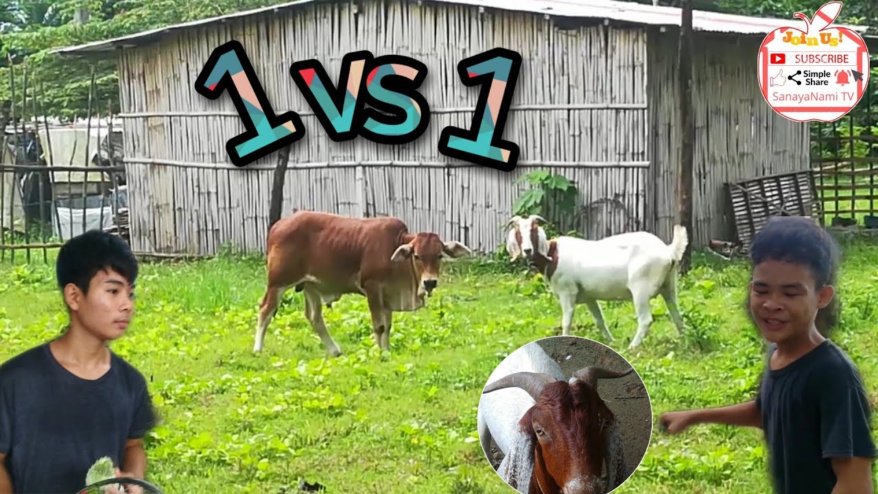 1 v 1 Baka vs Kambing | random happenings | - YouTube