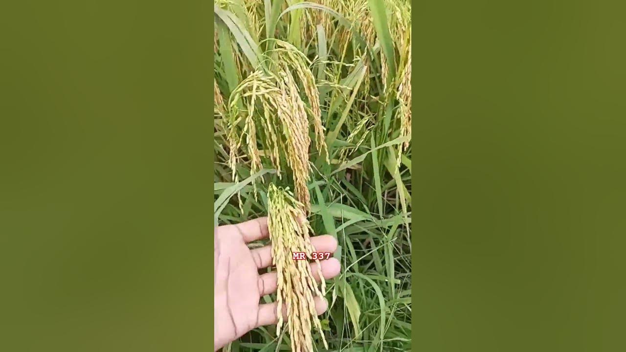 MR 337 🌾🌾🌾🌾 - YouTube