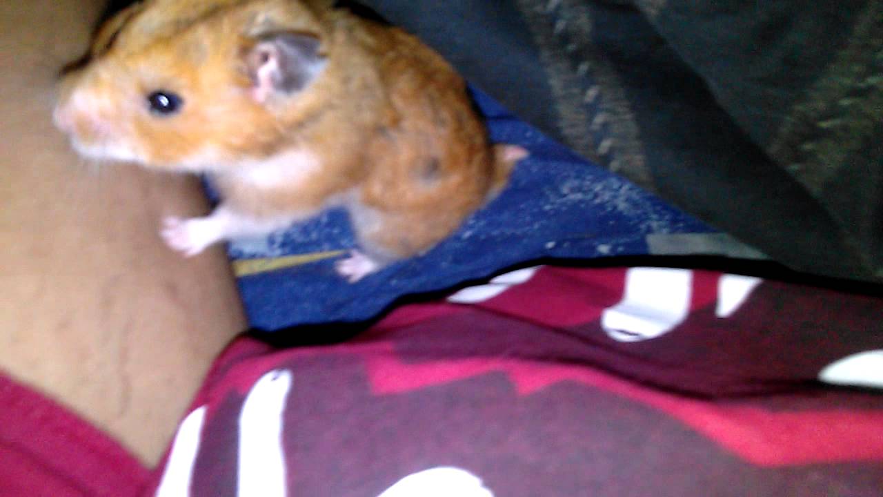 Hamster Queen - YouTube