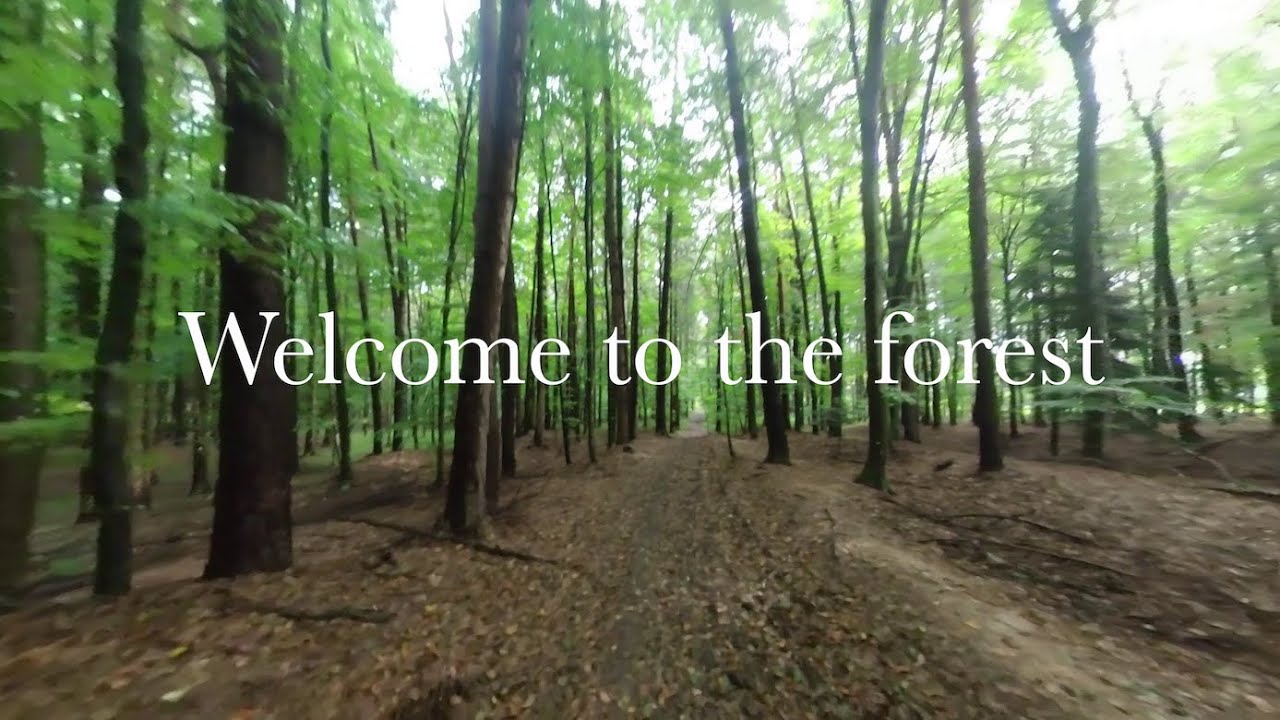 Welcome to the Forest - YouTube