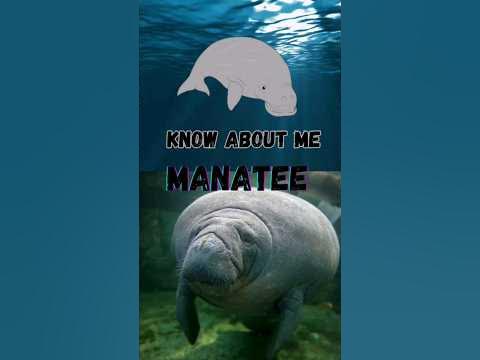 5 Epic Facts About Manatees:Gentle Giants of Sea #manatees # ...