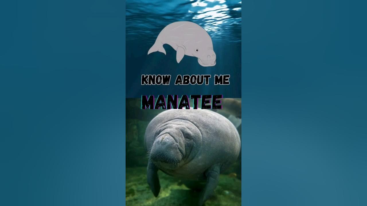 5 Epic Facts About Manatees:Gentle Giants of Sea #manatees # ...