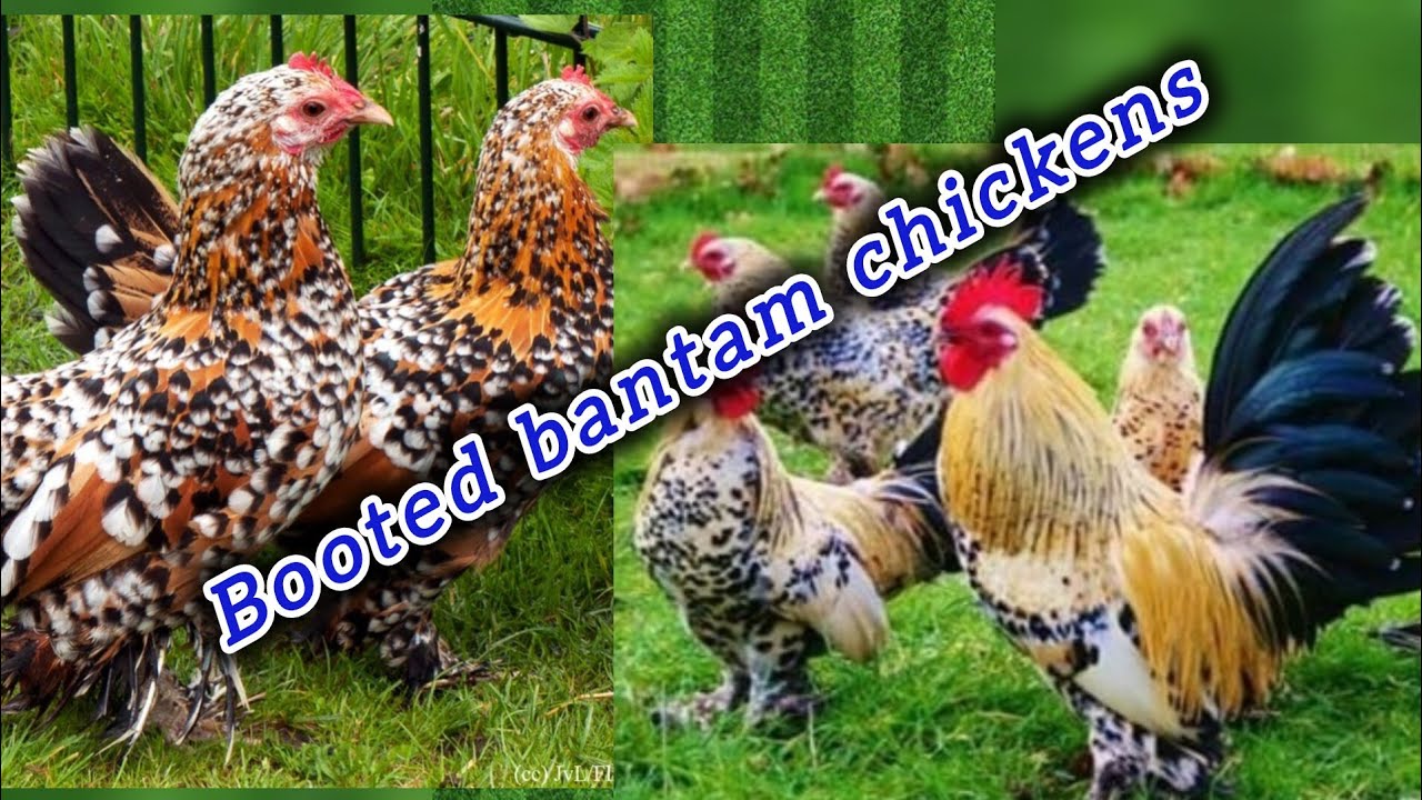Booted bantam chickens || booted bantam rooster || sabeelpot bantam ...