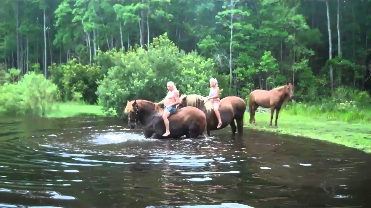 Belgian Draft Horses having fun at Cheers Horse Ranch! - YouTube