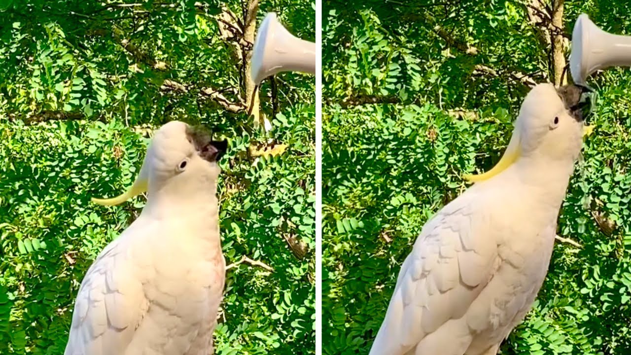 Animals That Asked People for Help & Kindness | Best Moments 💕 - YouTube