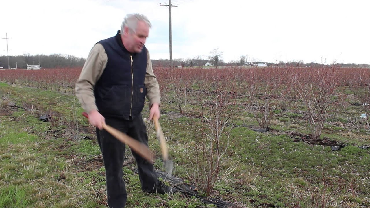 Pruning Young, Middle Aged, and Old Bluberry Plants | Indiana Berry ...