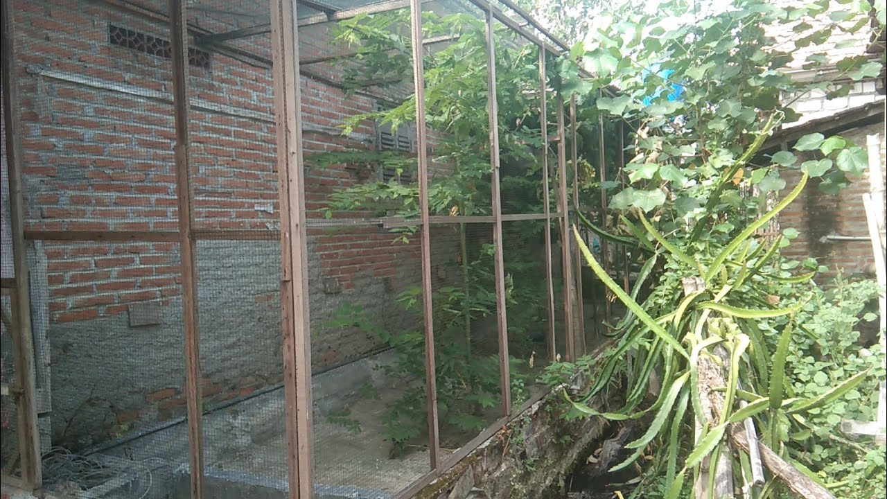 kandang aviary besar disamping rumah - YouTube