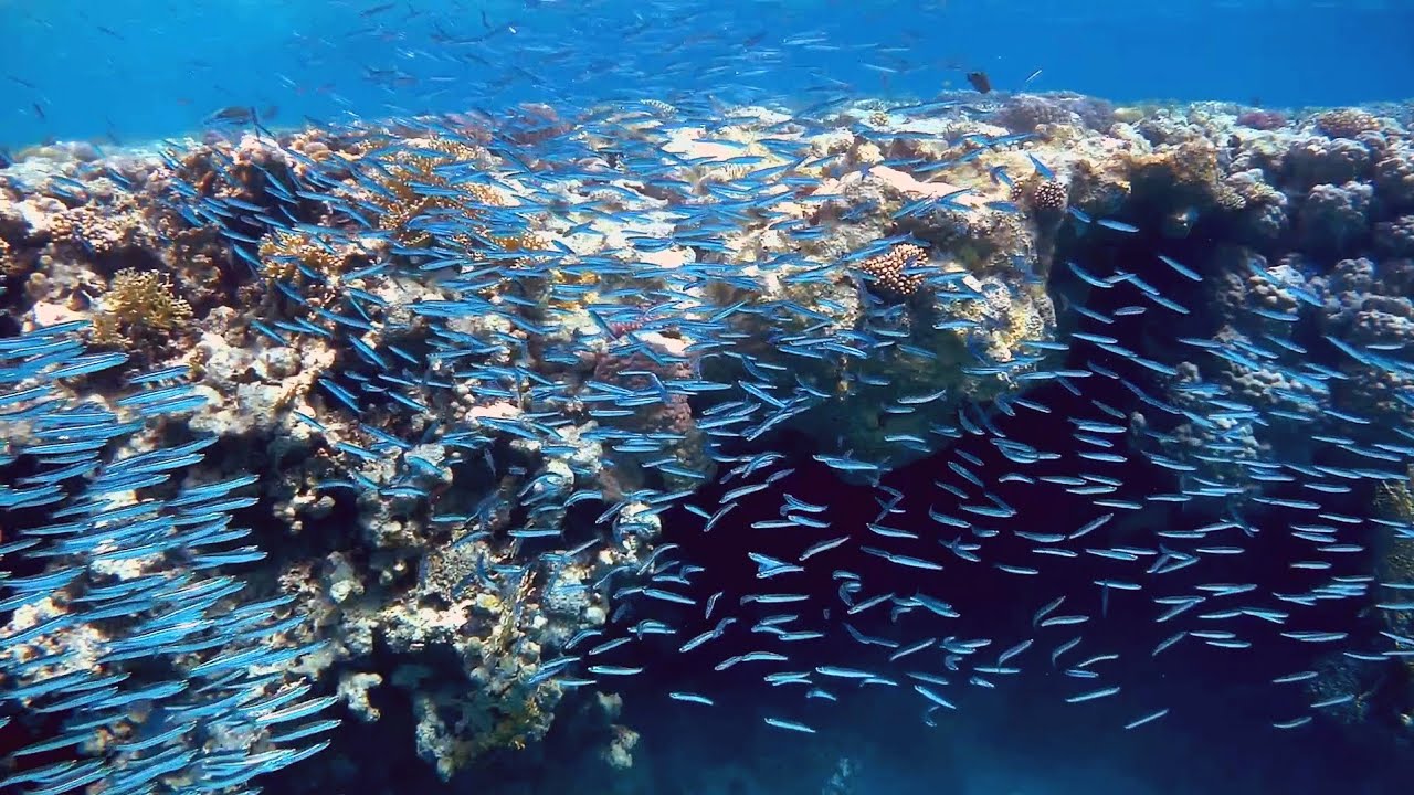 European anchovy (Engraulis encrasicolus), Анчоус европейский - YouTube