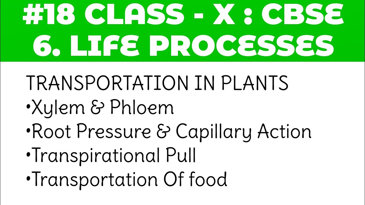 Transportation In Plants | Explain Xylem And Phloem Class 10 Chapter 6 ...