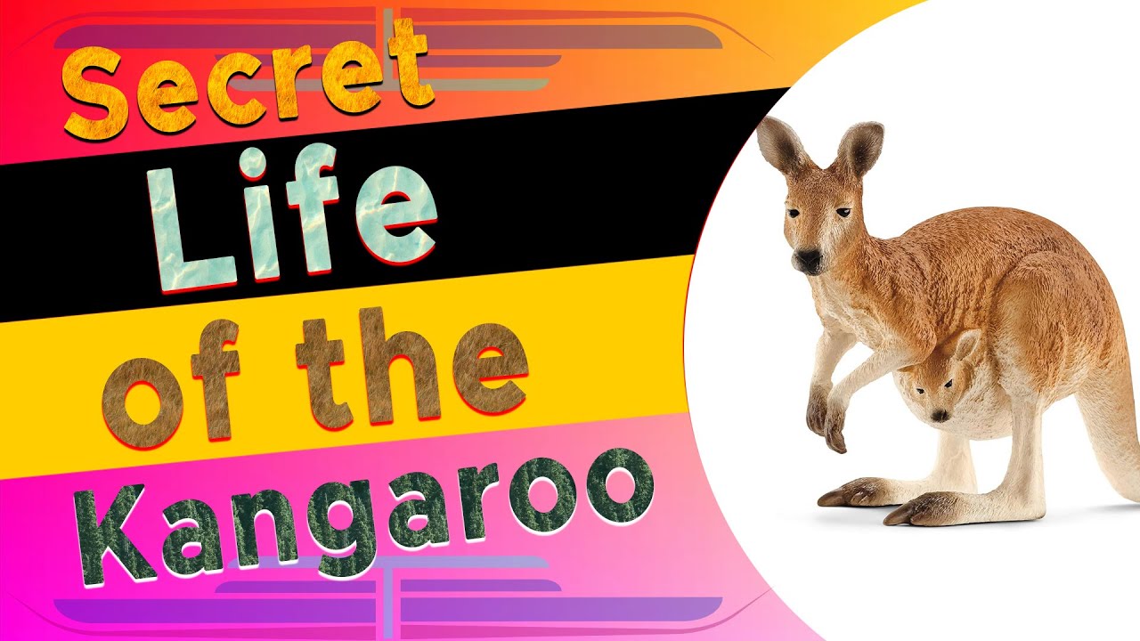 Kangaroo Boxing | Kings of the Australia | Kangaroo Life | Kangaroo ...