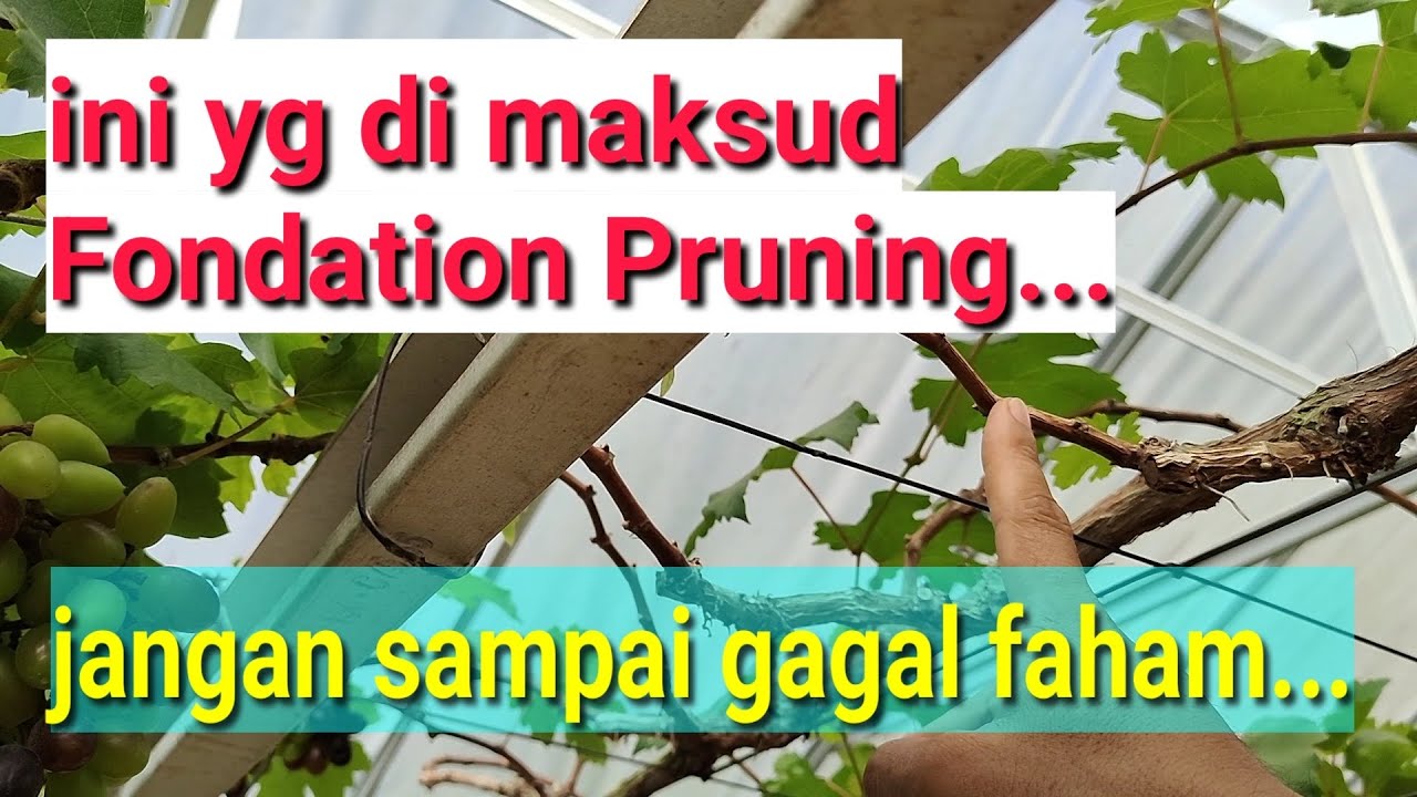 Ini Yang Di Maksud Fondation Pruning Pada Pohon Anggur - YouTube