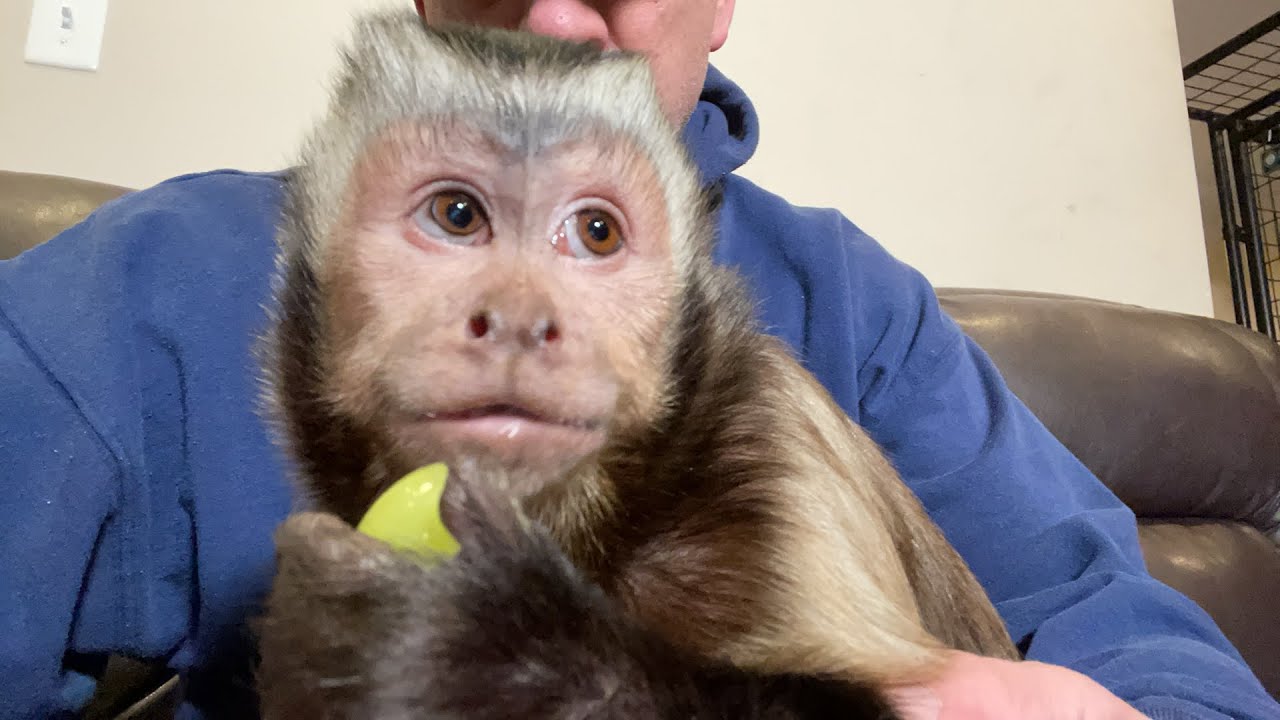 Monkey HangOut Time! LIVE! Princess MonkeyMeela! - YouTube