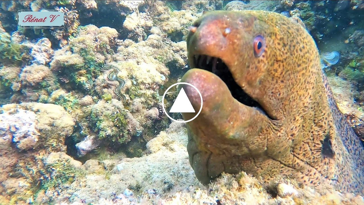 🤿 1 minute 30'' avec une Murène géante de mer rouge Gymnothorax ...