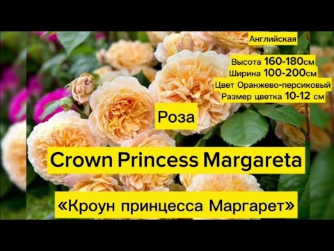 Роза английская КРОУН ПРИНЦЕССА МАРГАРЕТ "Crown Princess Margareta ...