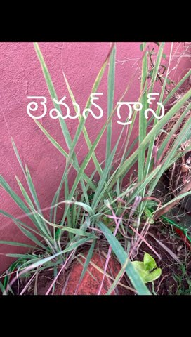 Tulasilo rakalu chudandi.inka ayurvedamlo vaadey mokkalu - YouTube