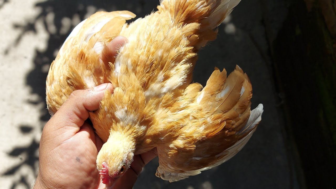 QUE HACER CUANDO EL GALLO PISA A LA GALLINA - YouTube