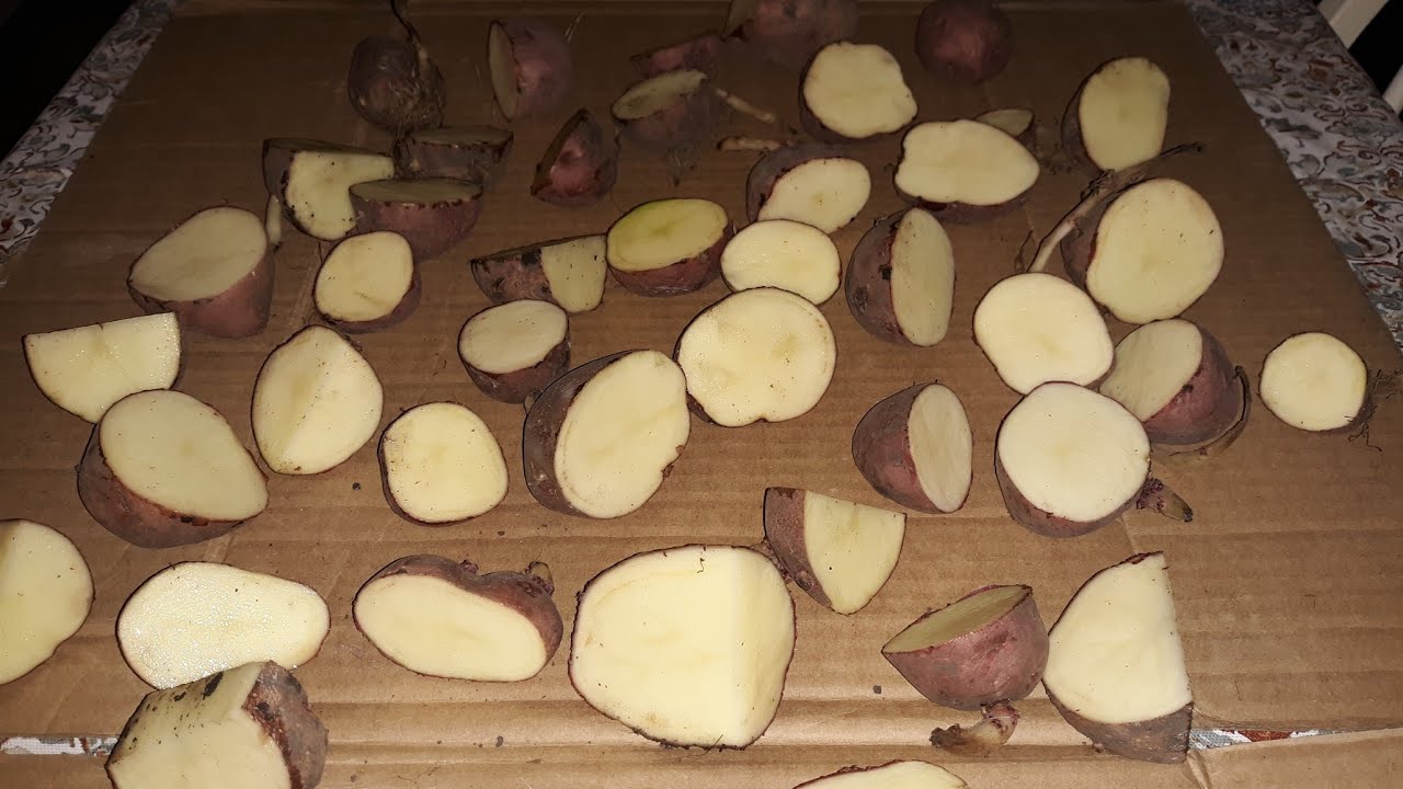 Curing seed potatoes - YouTube
