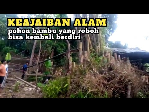 KEAJAIBAN ALAM, POHON BAMBU YANG ROBOH BISA KEMBALI BERDIRI - YouTube