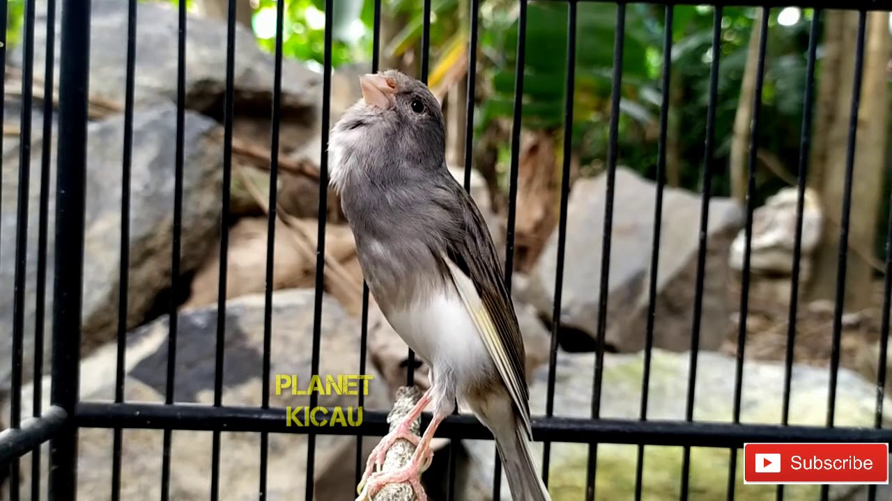 Very nice! Nice canary! Particularly effective in stimulating the sound ...