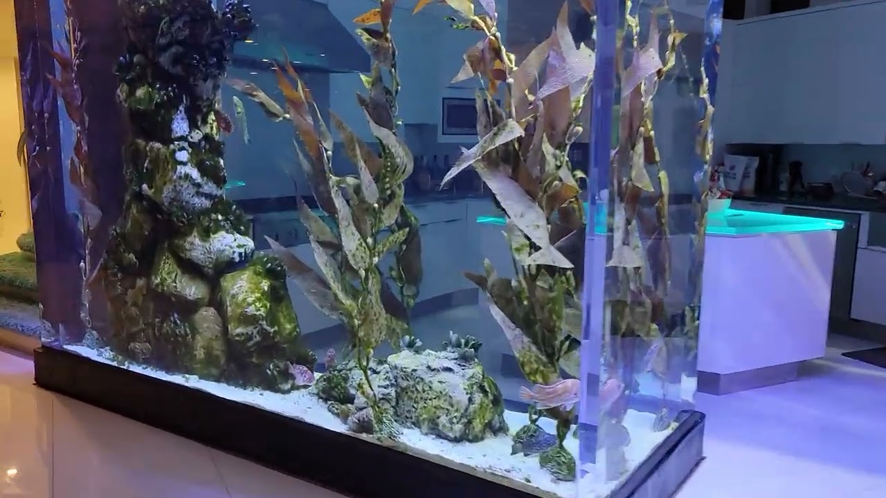 3000 gallon CA Specimen Aquarium - YouTube
