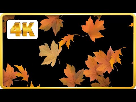 Falling Autumn leaves Black screen Loops 4K - YouTube