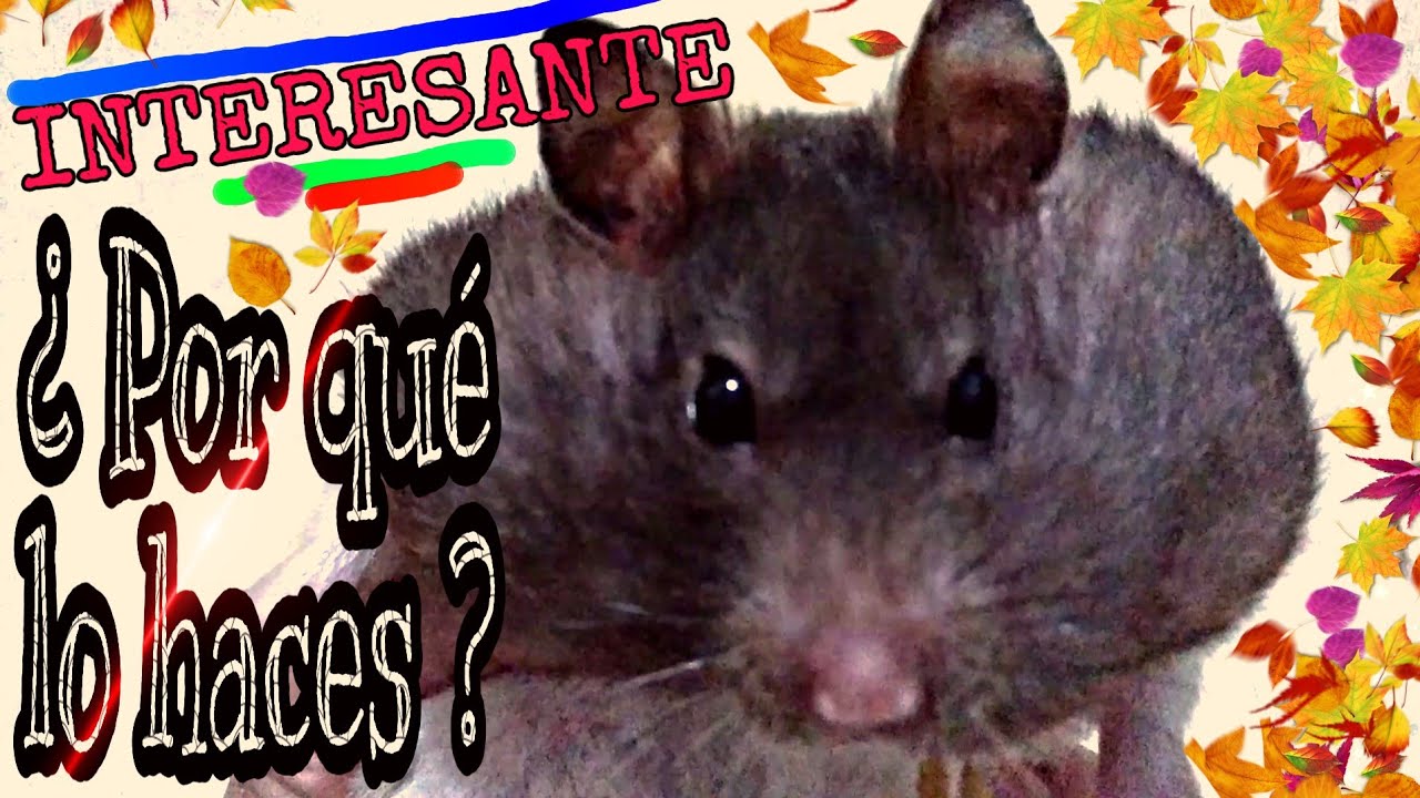 ¿Por qué los hámsters guardan la comida en sus cachetes? - YouTube
